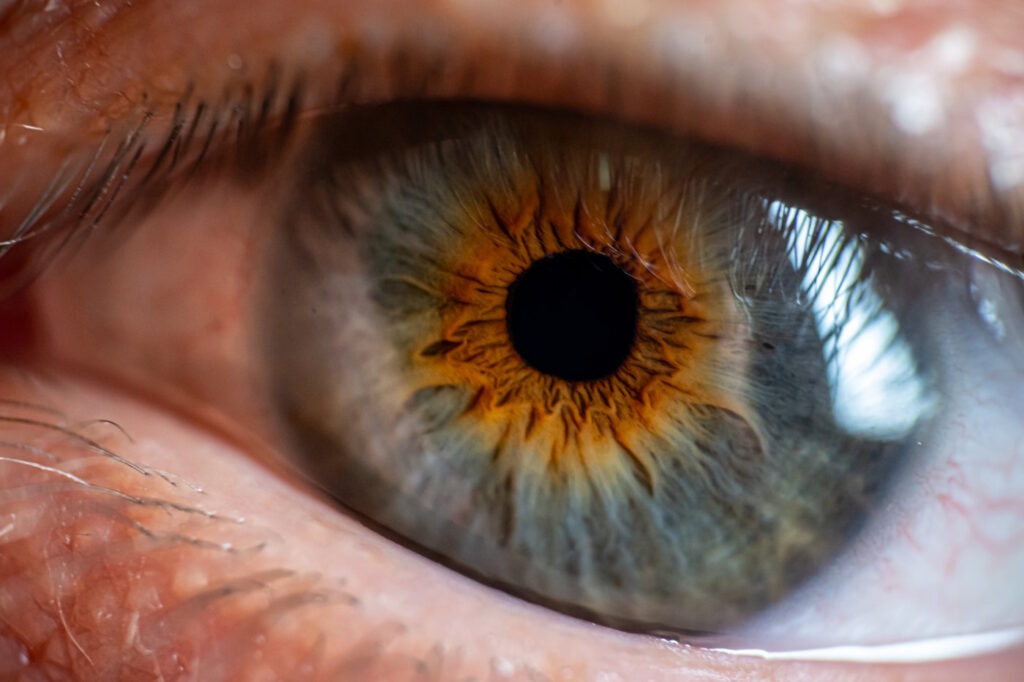 The Iris Function Explained + Anatomy and Common Conditions